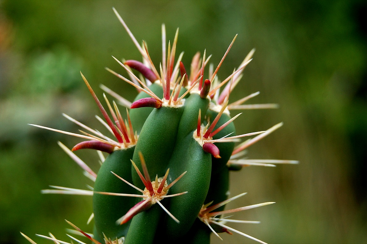 Spines Plants With Spines