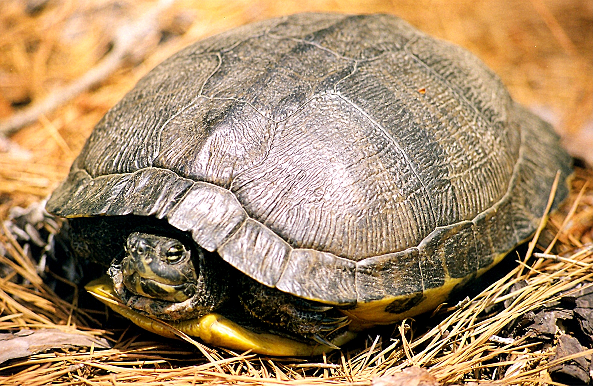 A Turtle s Prayer The Blogging Turtle